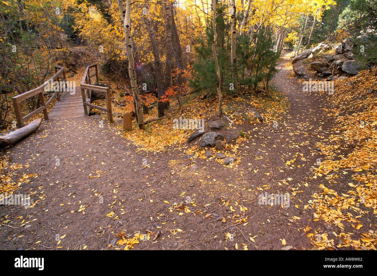 Fall color at the junction of the Mosca Pass Trail and the Montville ...