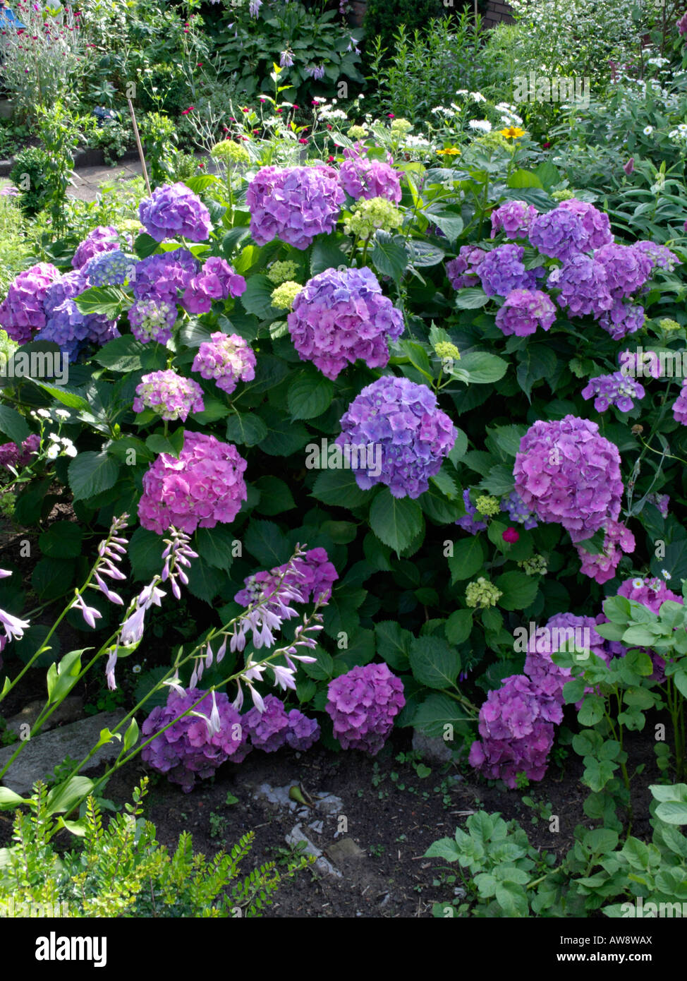 Big leaved hydrangea hydrangea macrophylla hi-res stock photography and ...