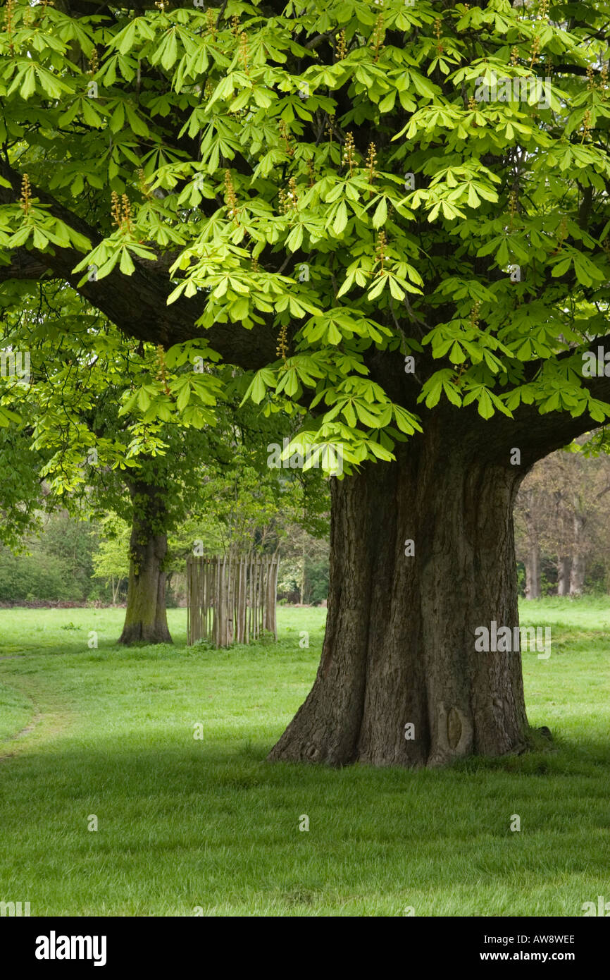 Vertical shot of a leafy horse chesnut tree in ornamental park in ...