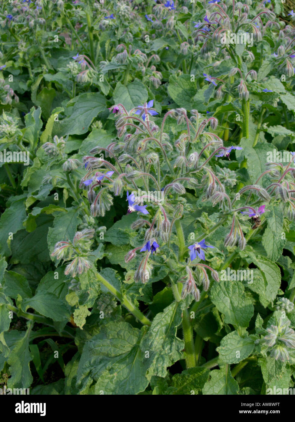 Borago species hi-res stock photography and images - Alamy
