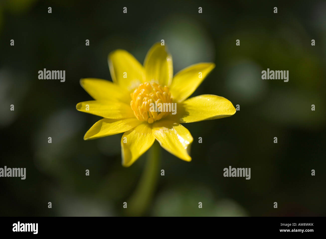 Ranunculus Ficaria 'Major' Stock Photo - Alamy