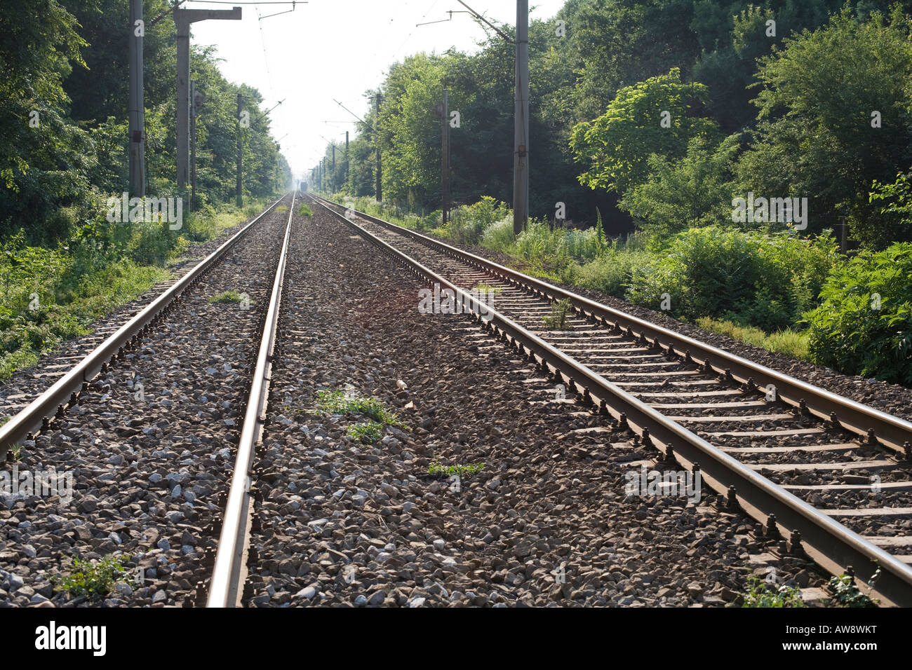 two railroads through a forest Stock Photo - Alamy