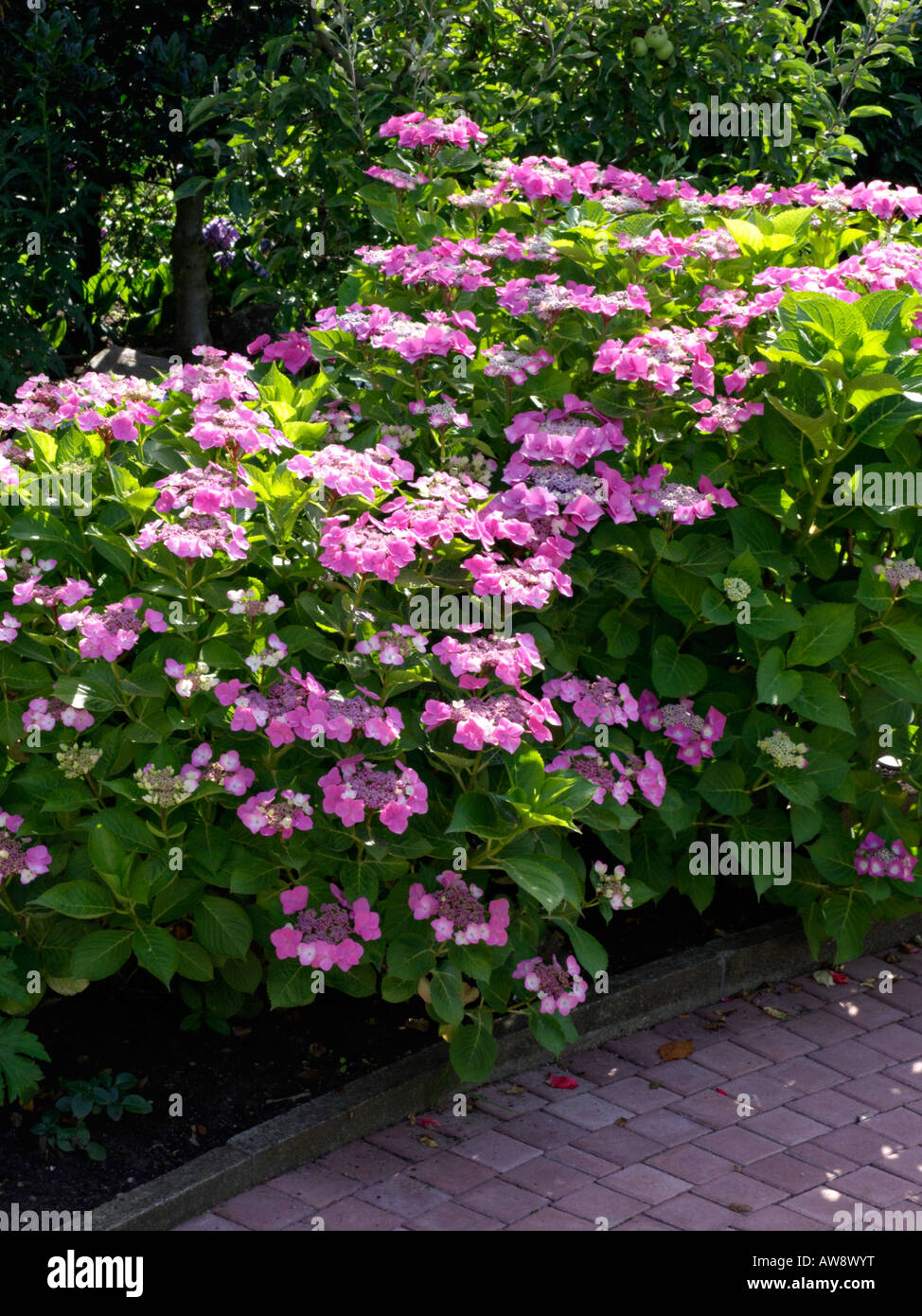 Big-leaved hydrangea (Hydrangea macrophylla Stock Photo - Alamy