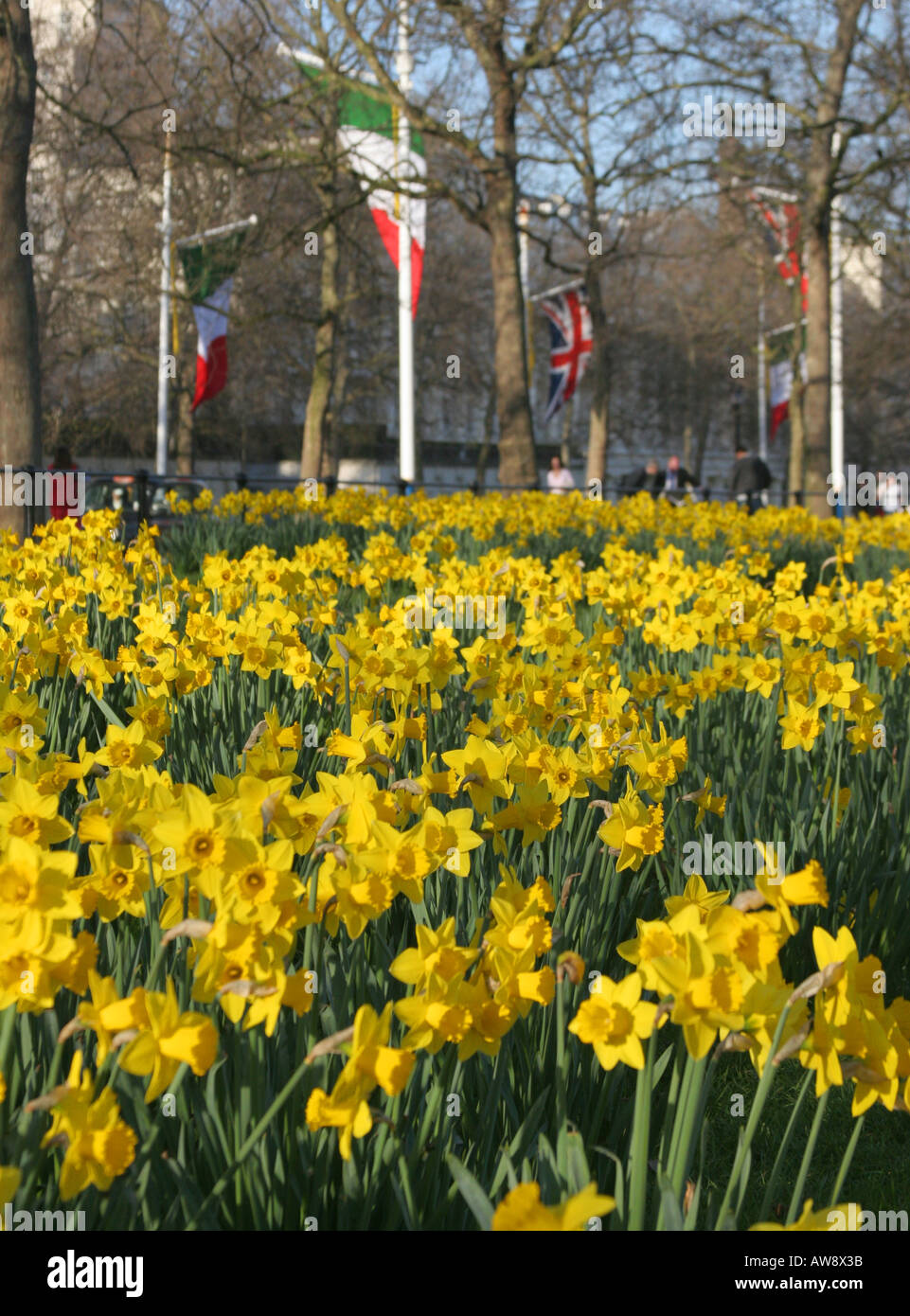 Yellow daffodil flowers in Spring time on the Mall near Buckingham ...