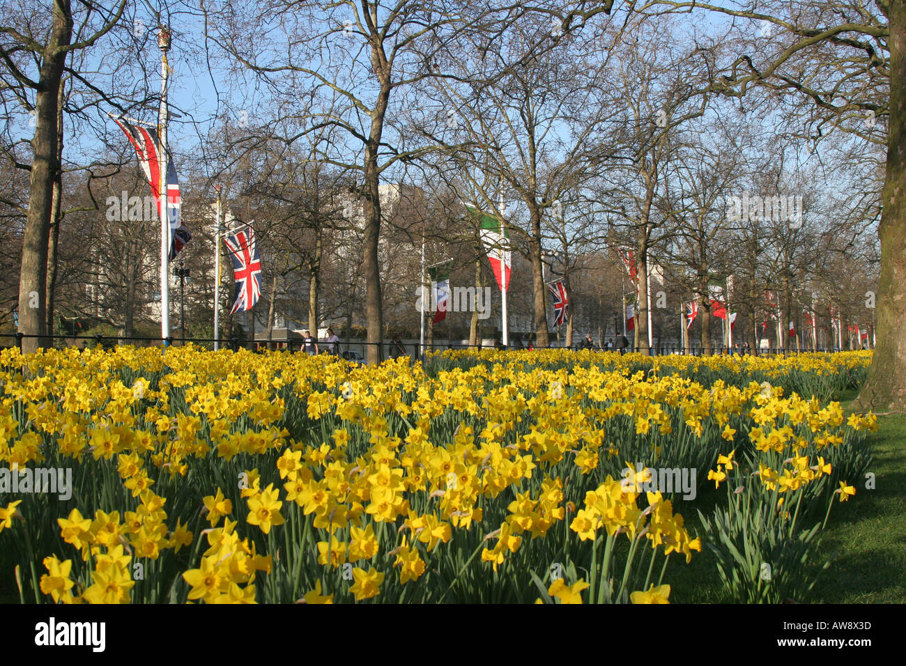 Yellow daffodil flowers in spring time on the Mall near Buckingham ...