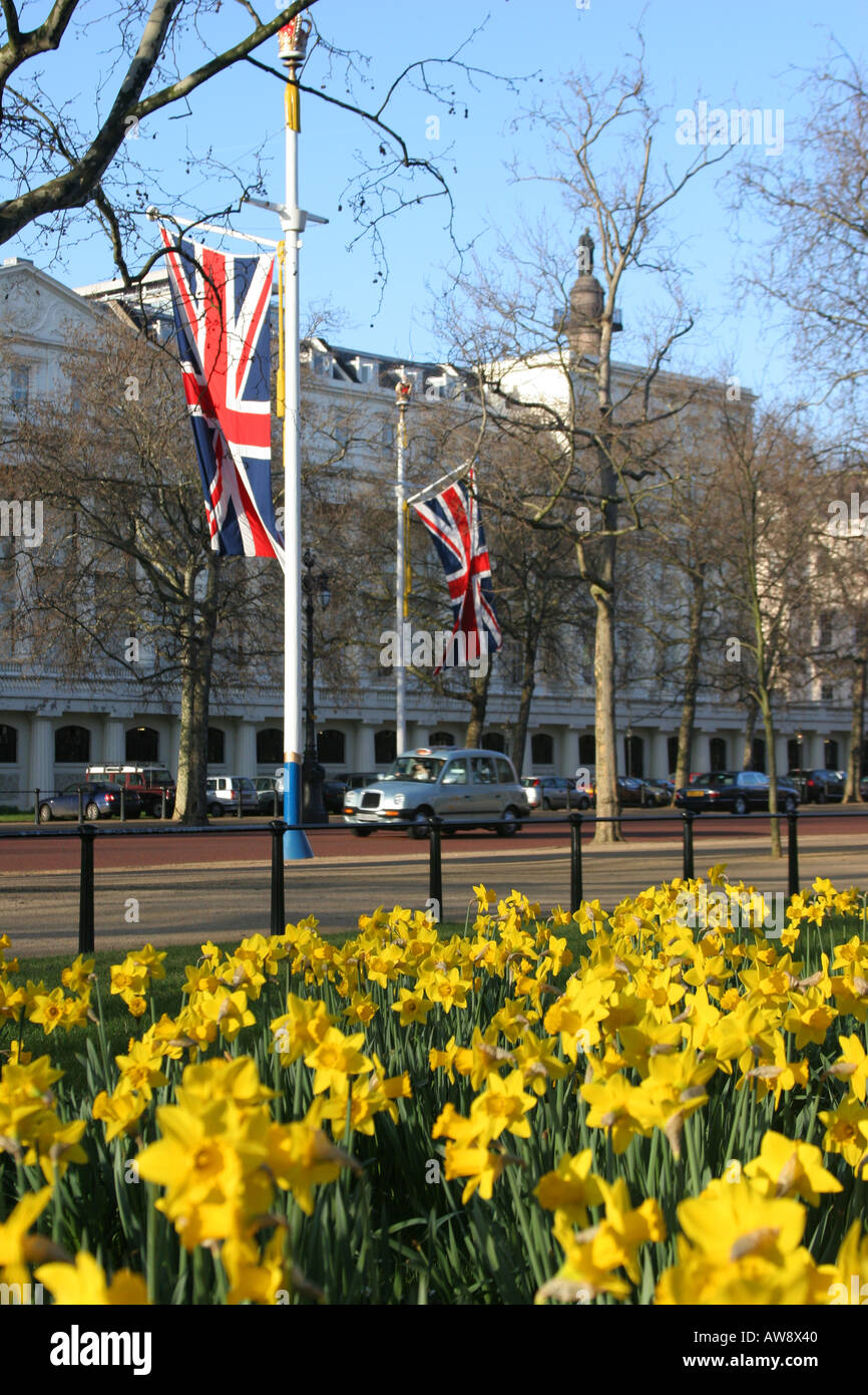 Yellow daffodil flowers in Spring time on the Mall near Buckingham ...