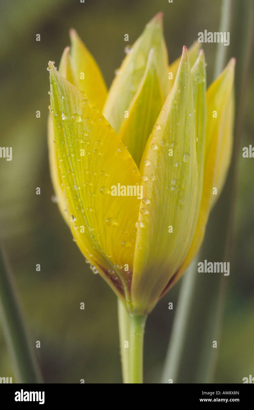 Tulipa orphanidea flava hi-res stock photography and images - Alamy