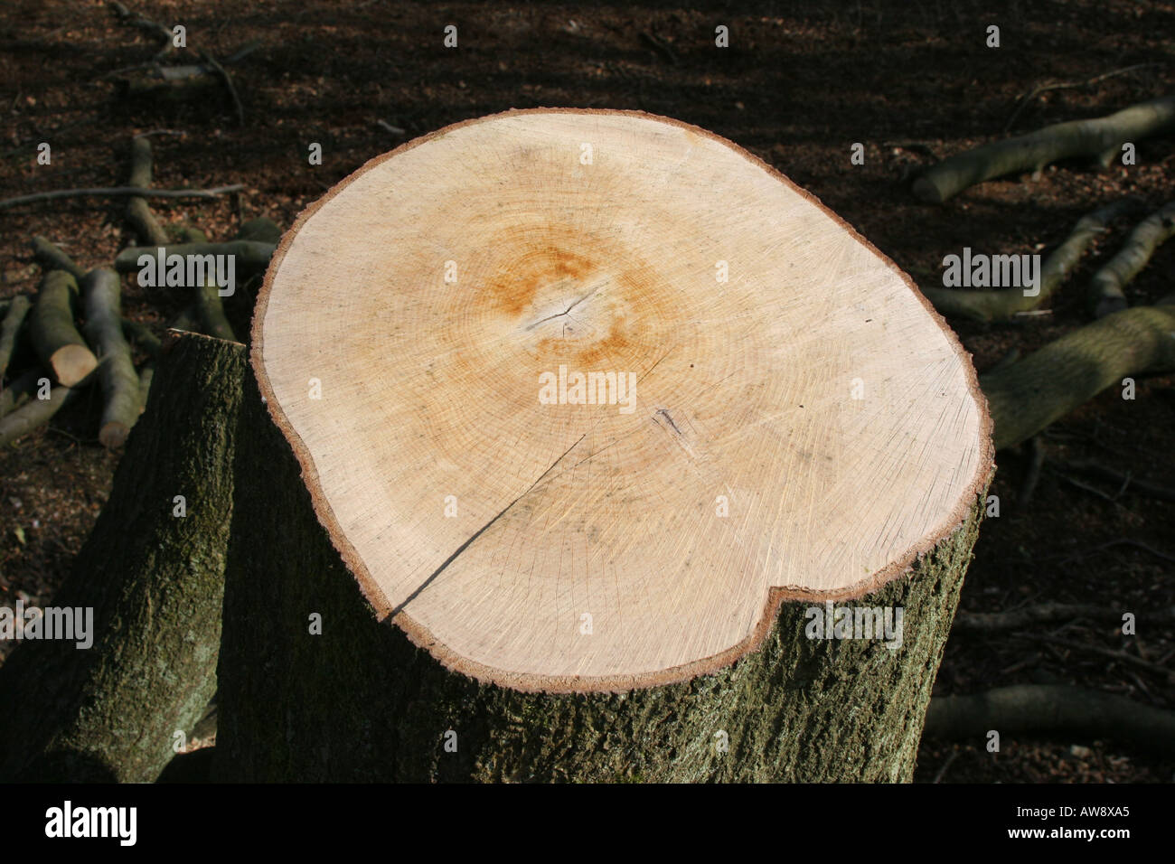 Top of tree trunk after being cut down Stock Photo - Alamy