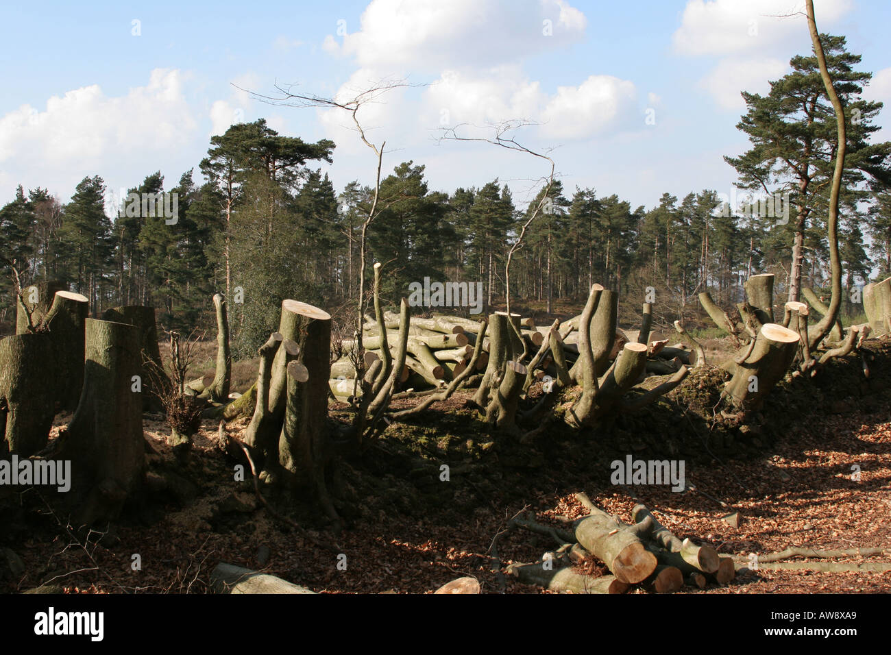 Cutting down coppice hi-res stock photography and images - Alamy