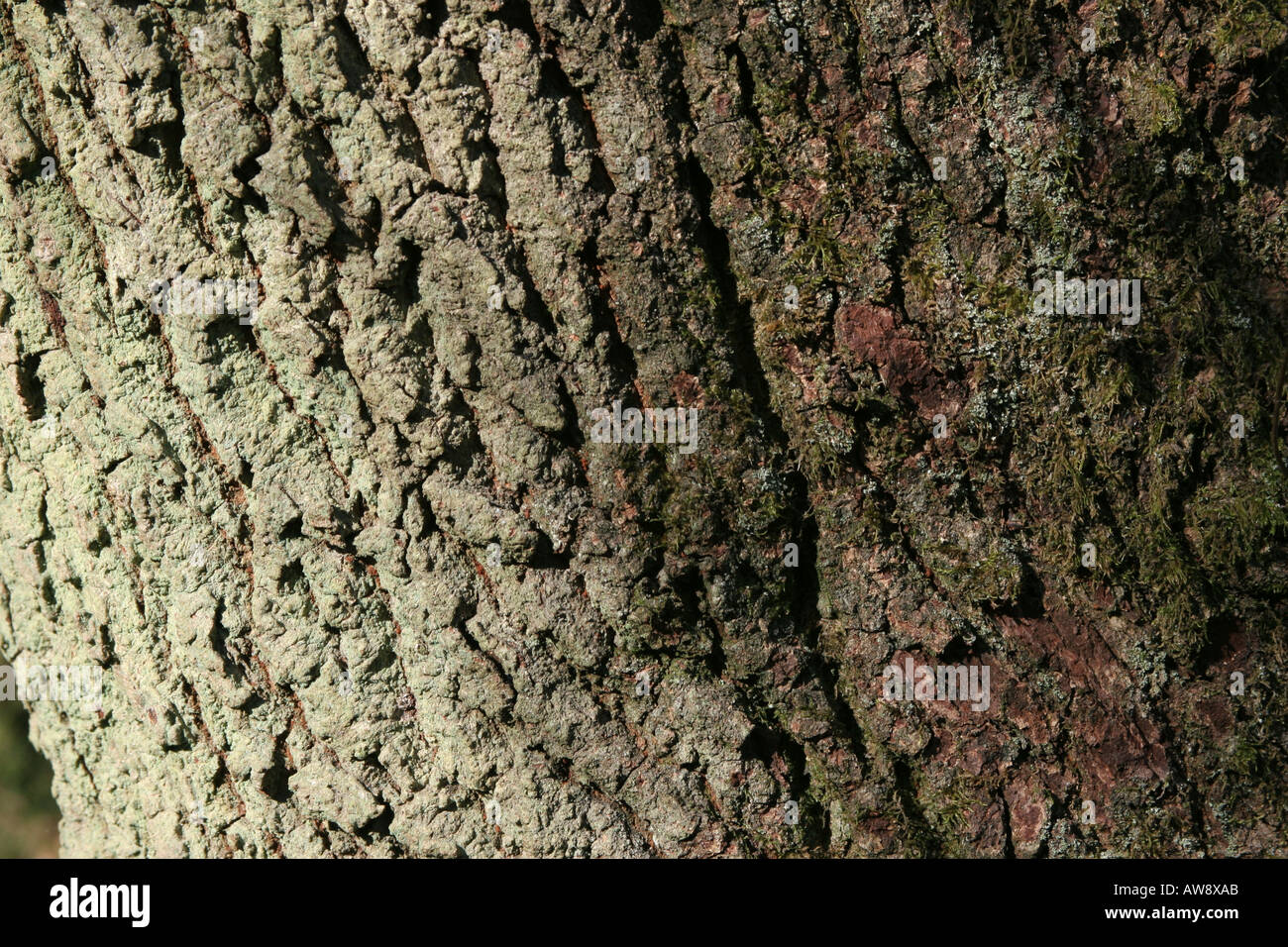 tree bark in england uk Stock Photo - Alamy
