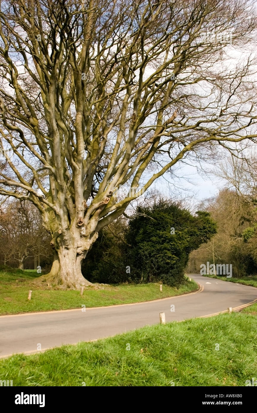 Road box hill surrey hi-res stock photography and images - Alamy