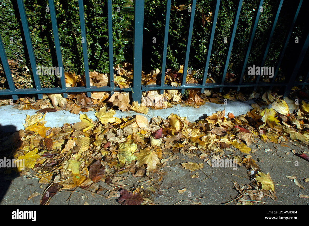 Autumn leaves litter the sidewalks in the Chelsea neighborhood of New ...
