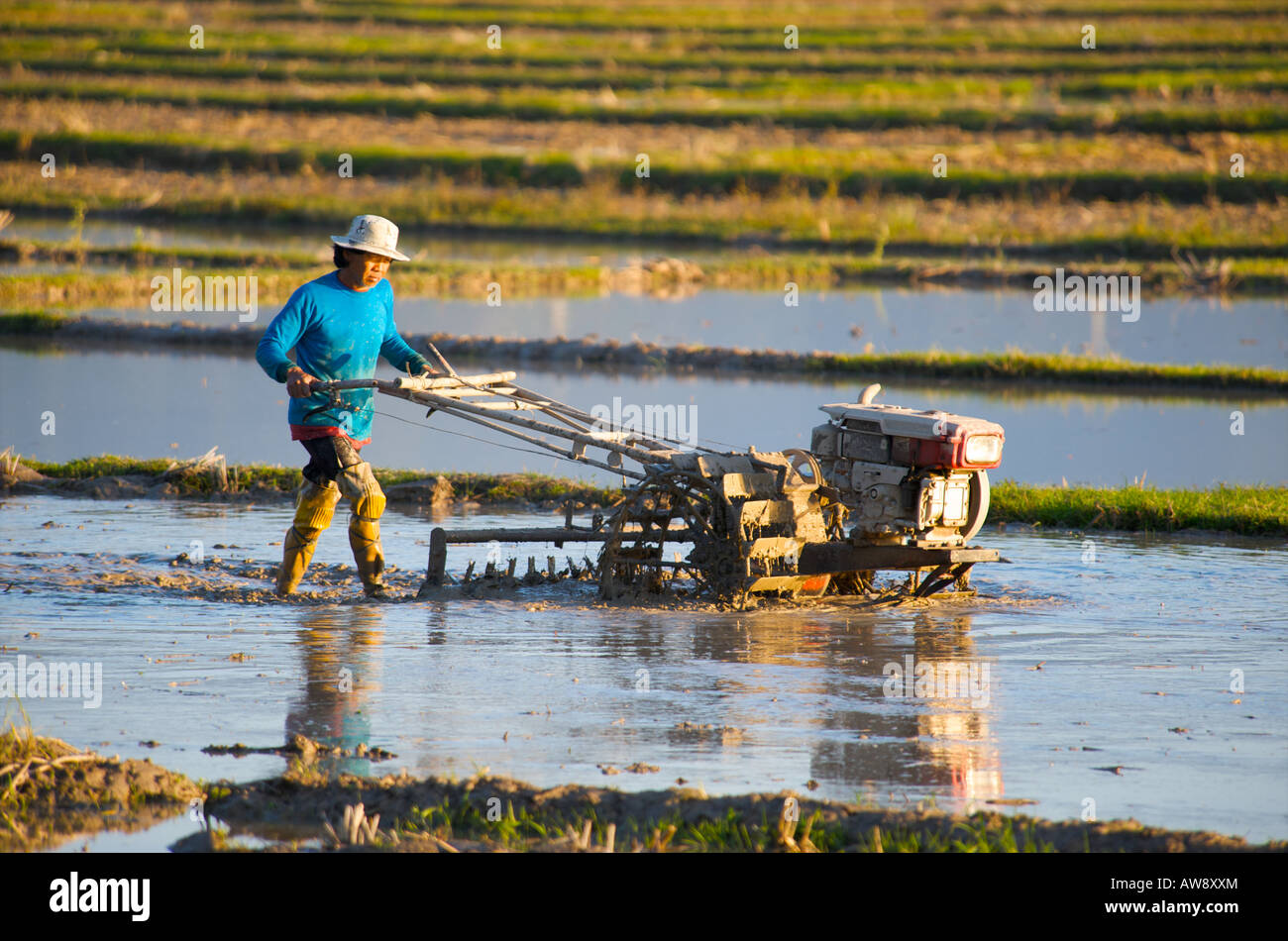 A Thai rice farmer in Chiang Rai province northern Thailand preparing ...