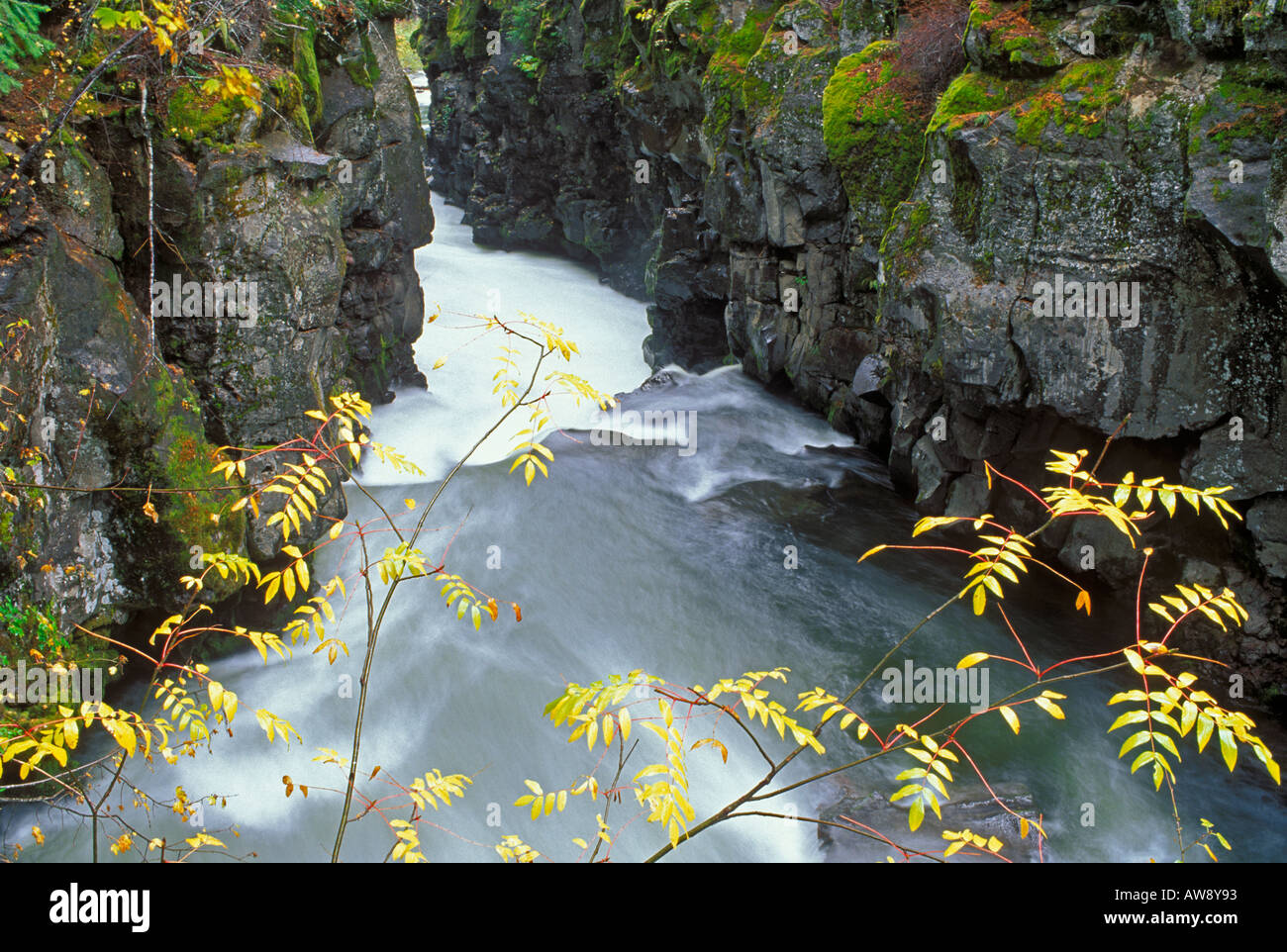 Fall color and moss covered rocks along the Rogue River Gorge Rogue ...