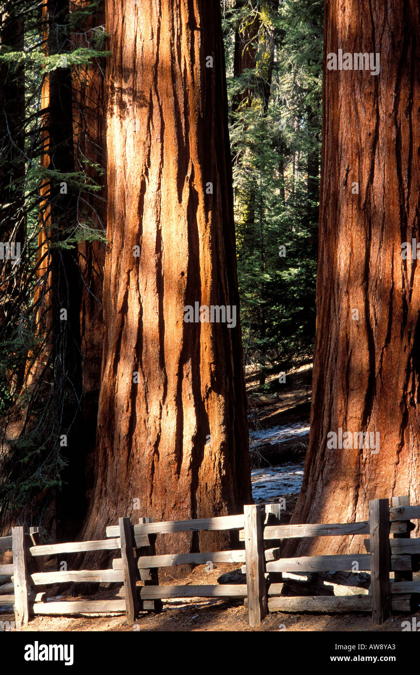 Giant Sequoias amid young pines in the Giant Forest wooden fence in ...