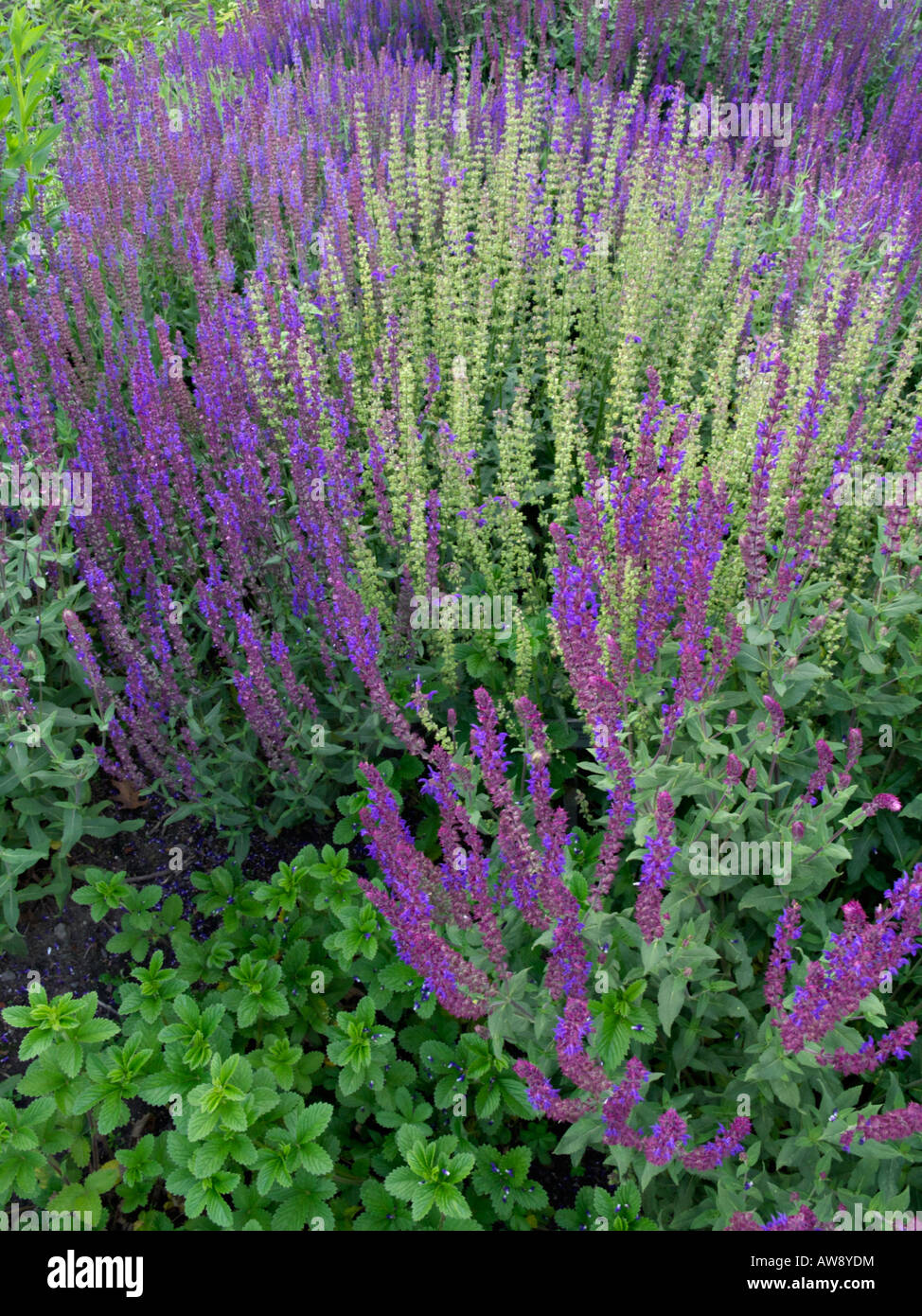 Woodland sage (Salvia nemorosa 'Caradonna' Stock Photo - Alamy