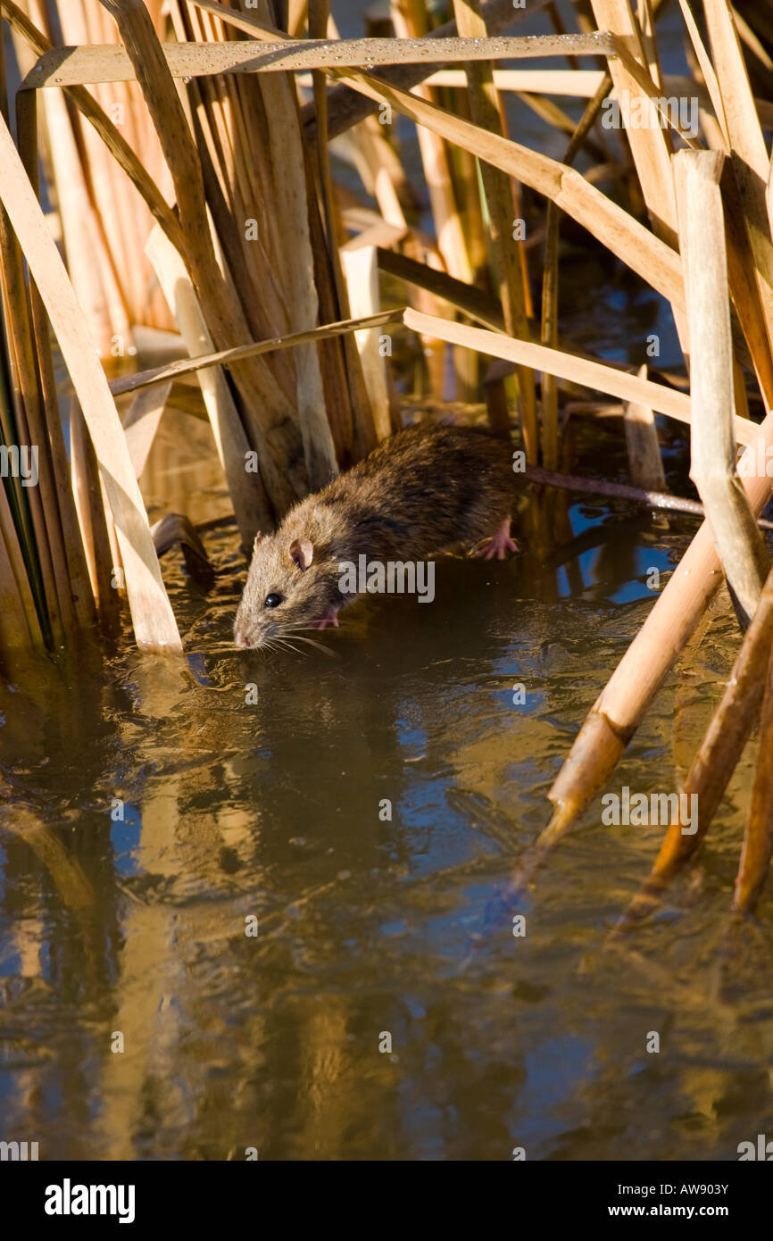 Rat walks hi-res stock photography and images - Alamy