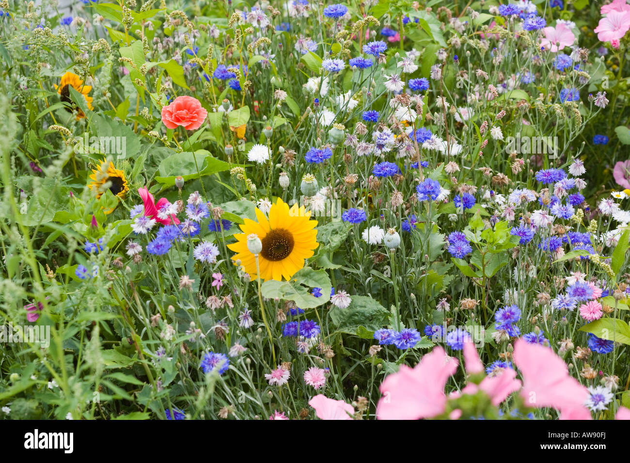 Summer flowers in a cottage garden Hampshire UK Stock Photo - Alamy