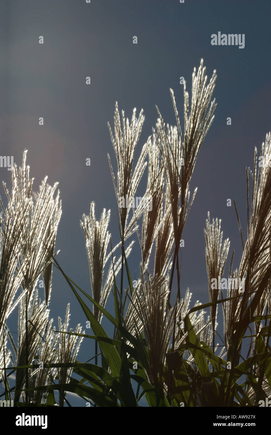 Ravenna grass Tripidium ravennae in the public park close up low angle ...