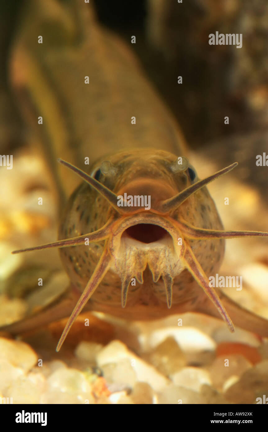 Weatherfish hi-res stock photography and images - Alamy