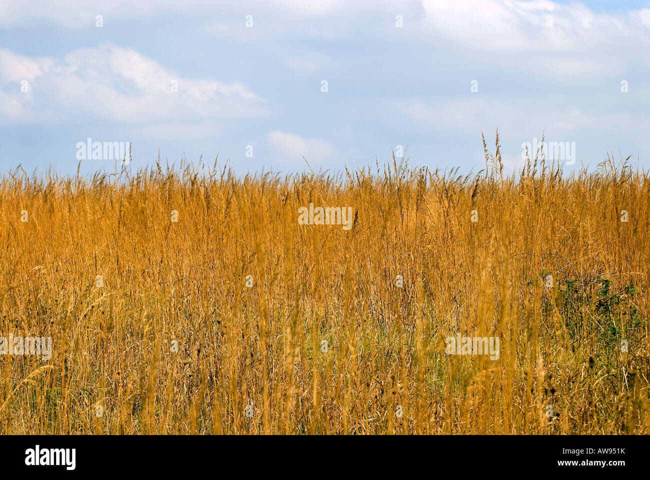 Field of Grass Stock Photo - Alamy