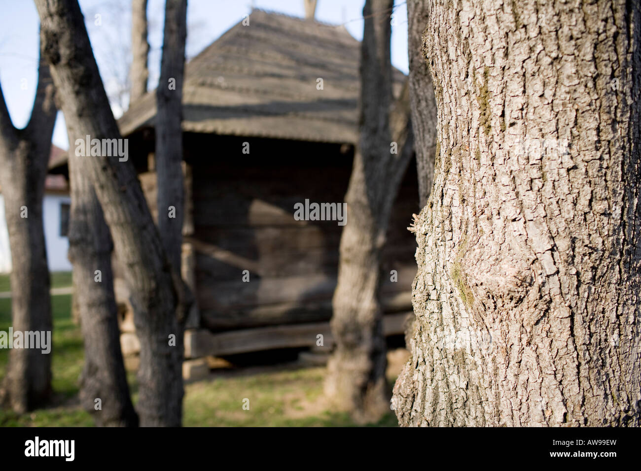 an old cottage house seen through tree trunks Stock Photo - Alamy