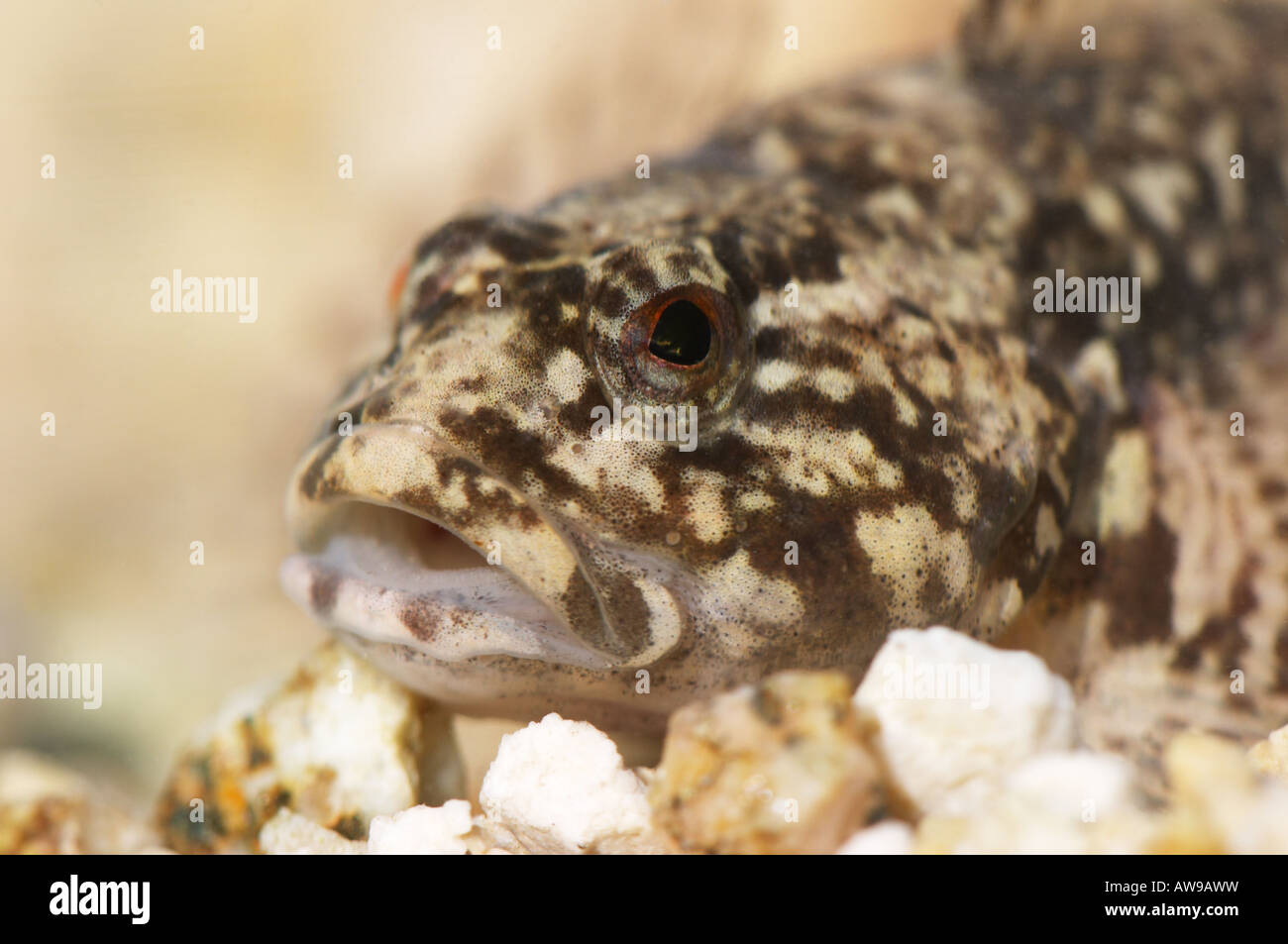 Alpine bullhead, Cottus poecilopus Stock Photo - Alamy