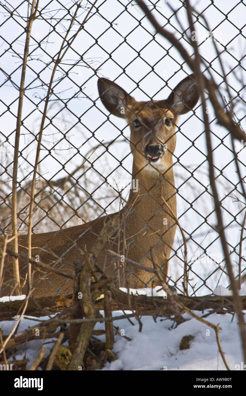 Roe hi res hi-res stock photography and images - Alamy