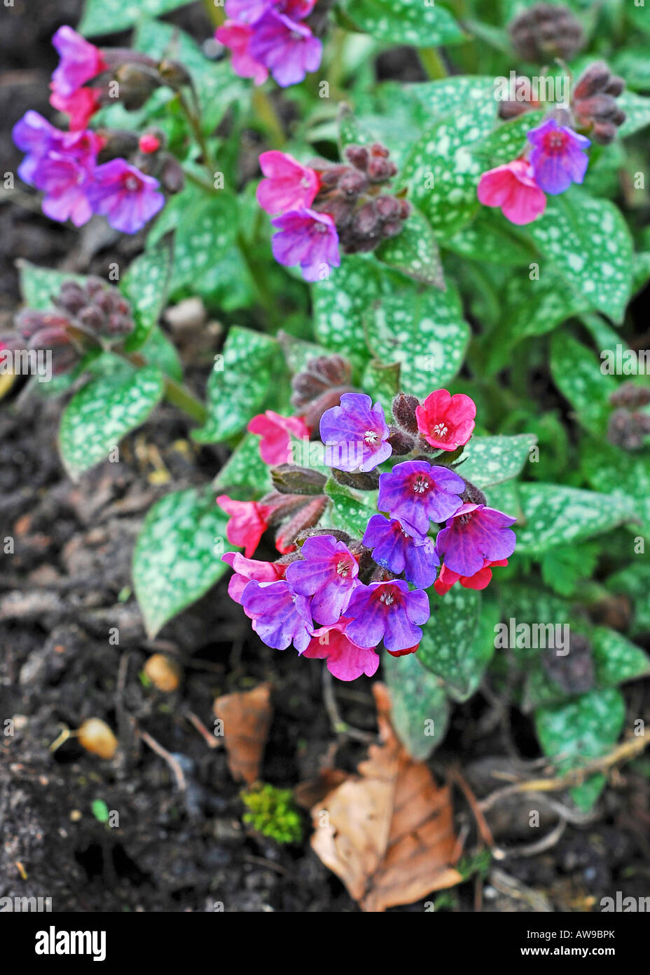 Red pulmonaria hi-res stock photography and images - Alamy