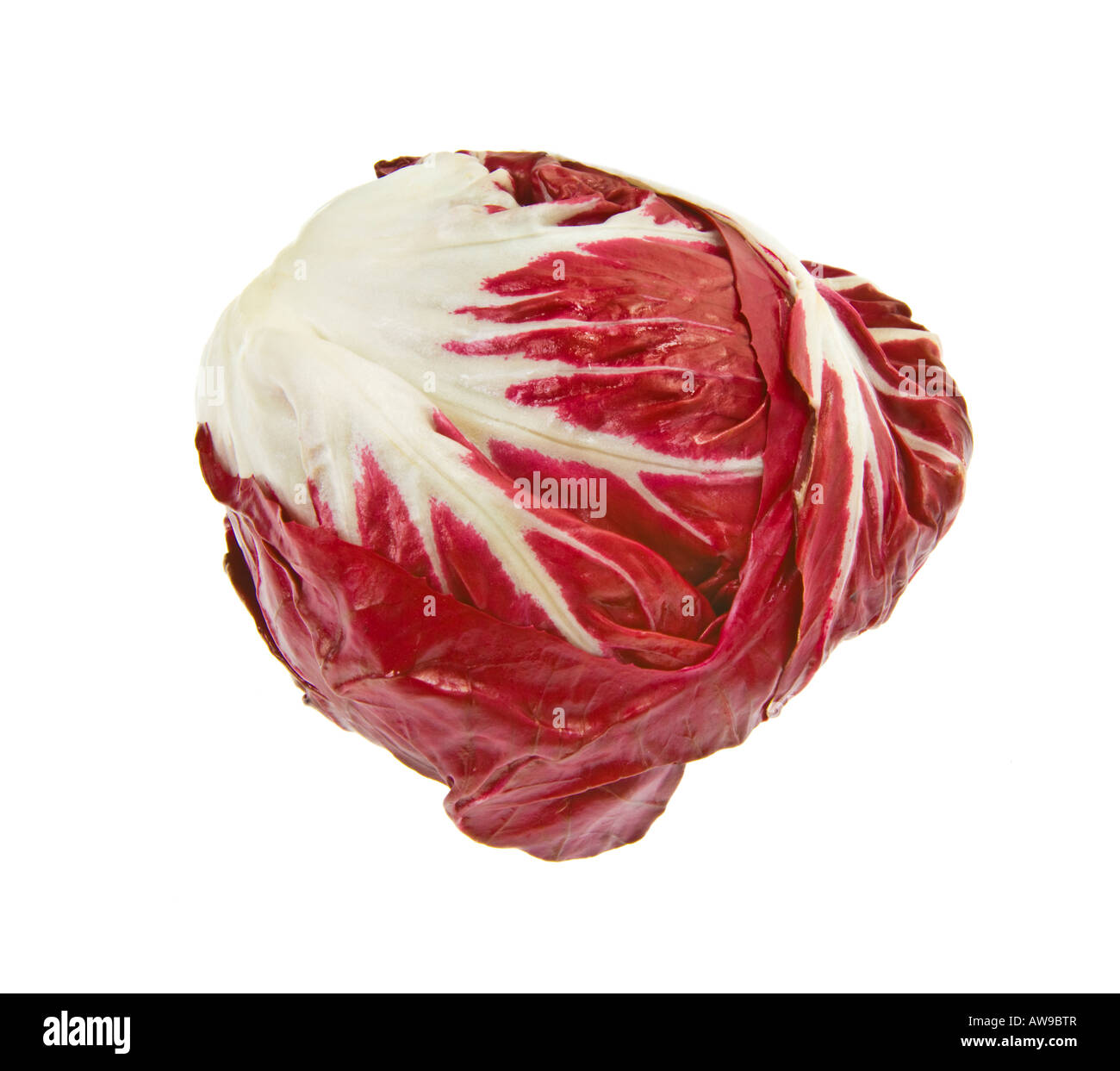 Radicchio red chicory Chicorée Cichorium intybus foliosum red chicory ...