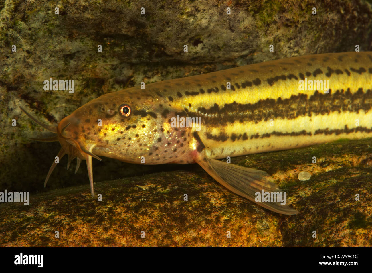 European Weatherfish, Misgurnus fossilis Stock Photo - Alamy