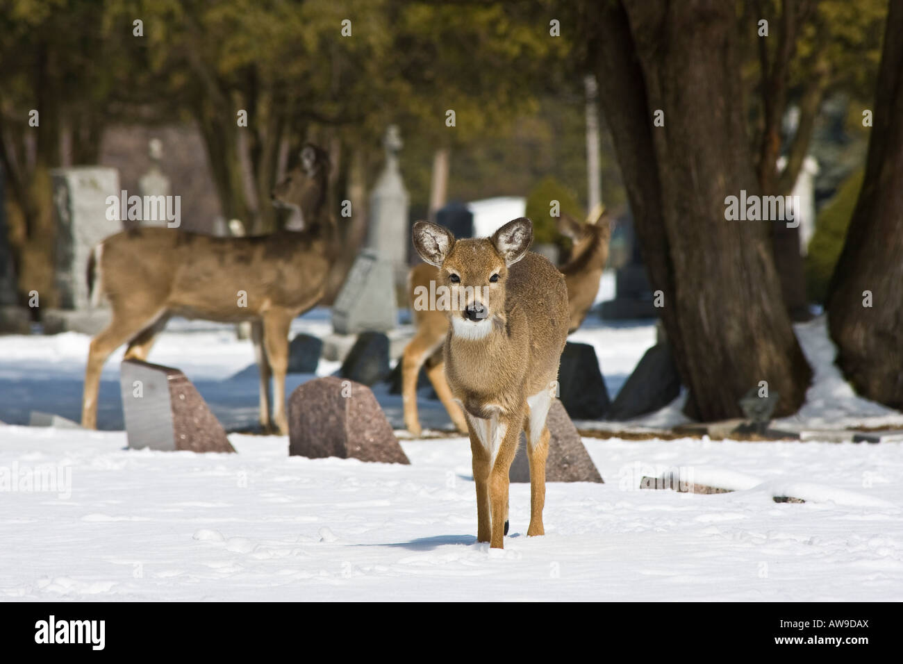 Deer hi res hi-res stock photography and images - Alamy