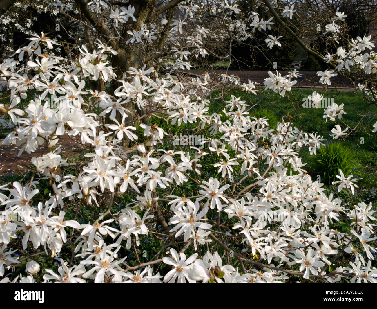 Star magnolia (Magnolia stellata Stock Photo - Alamy