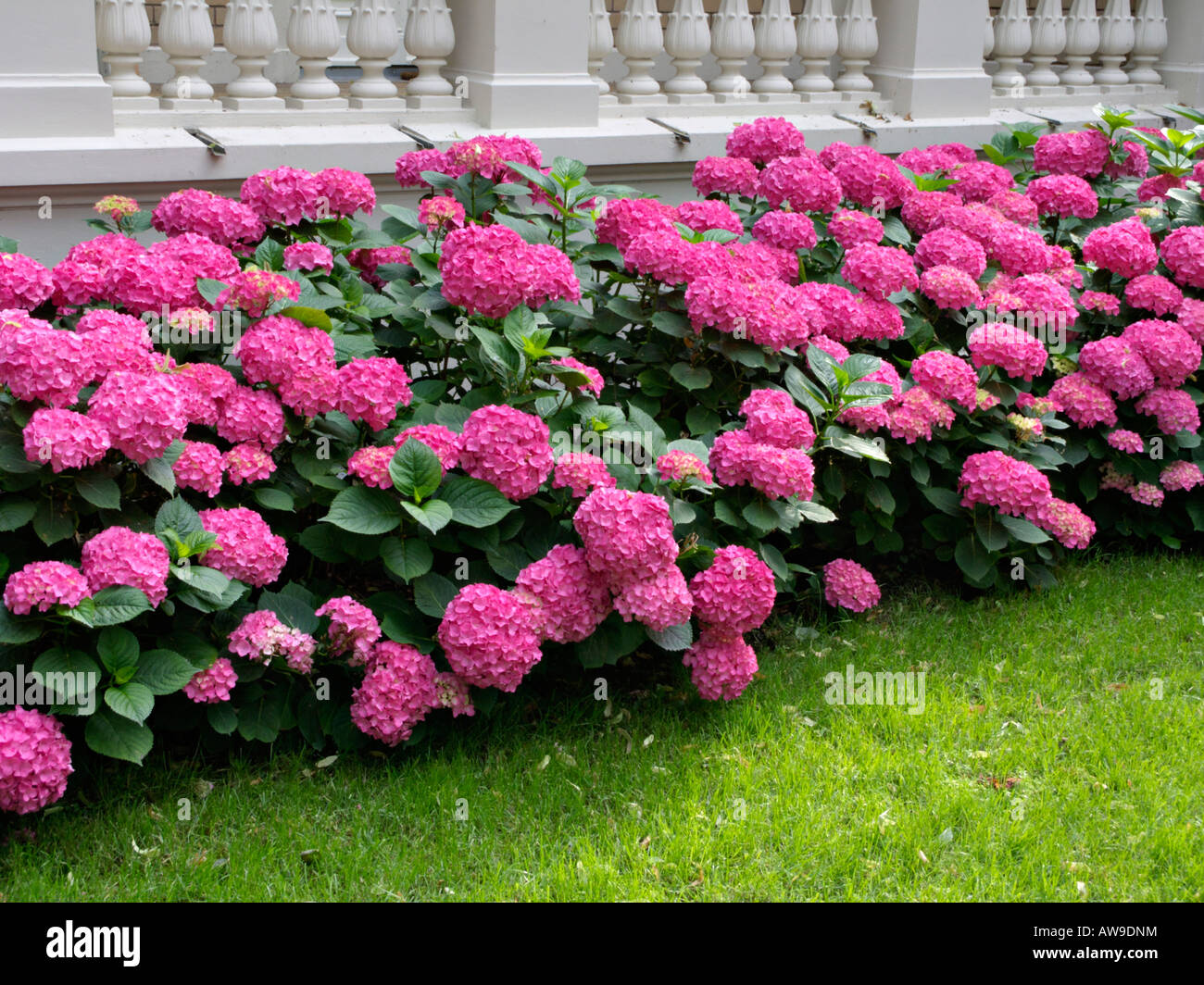Big-leaved hydrangea (Hydrangea macrophylla Stock Photo - Alamy