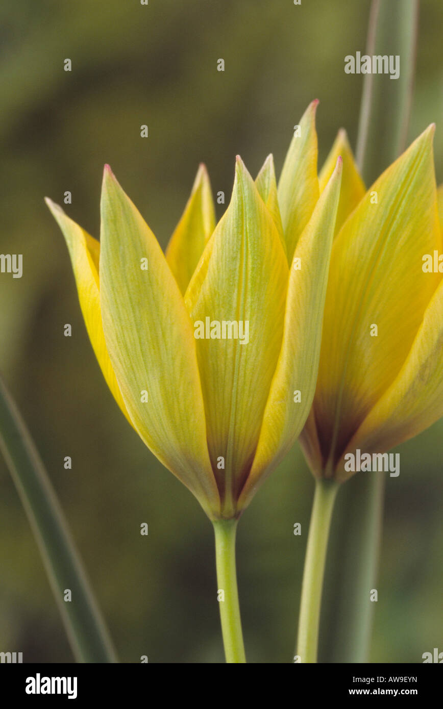 Tulipa orphanidea flava hi-res stock photography and images - Alamy