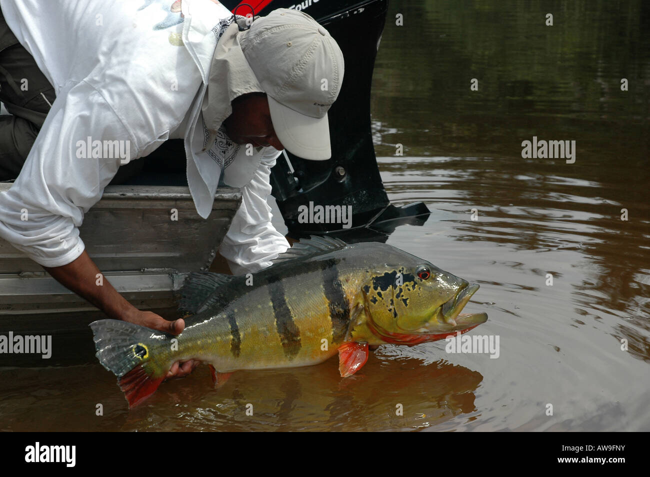 Amazon fishing guide releases a 20 pound peacock bass back into lagoon ...