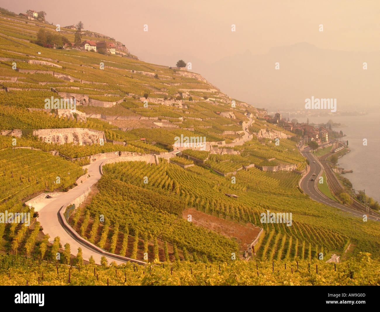 Lavaux switzerland vin hi-res stock photography and images - Alamy
