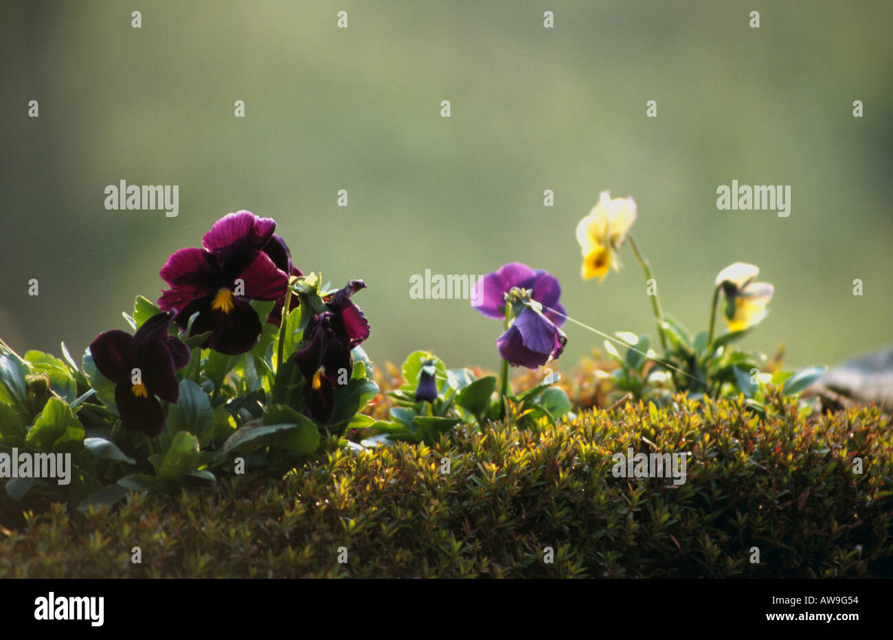 Flowers on the Samthar Plateau, Samthar, near Kalimpong, West Bengal ...