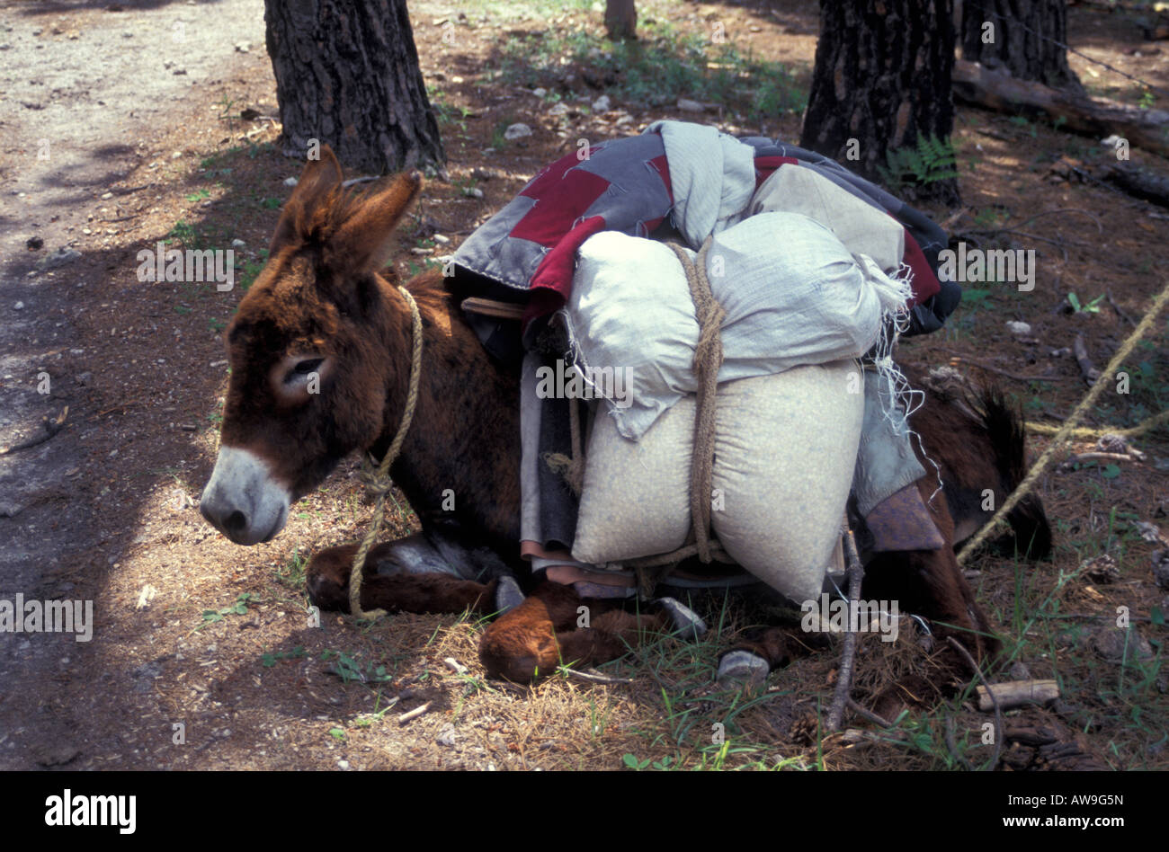 Donkey carrying heavy load hi-res stock photography and images - Alamy