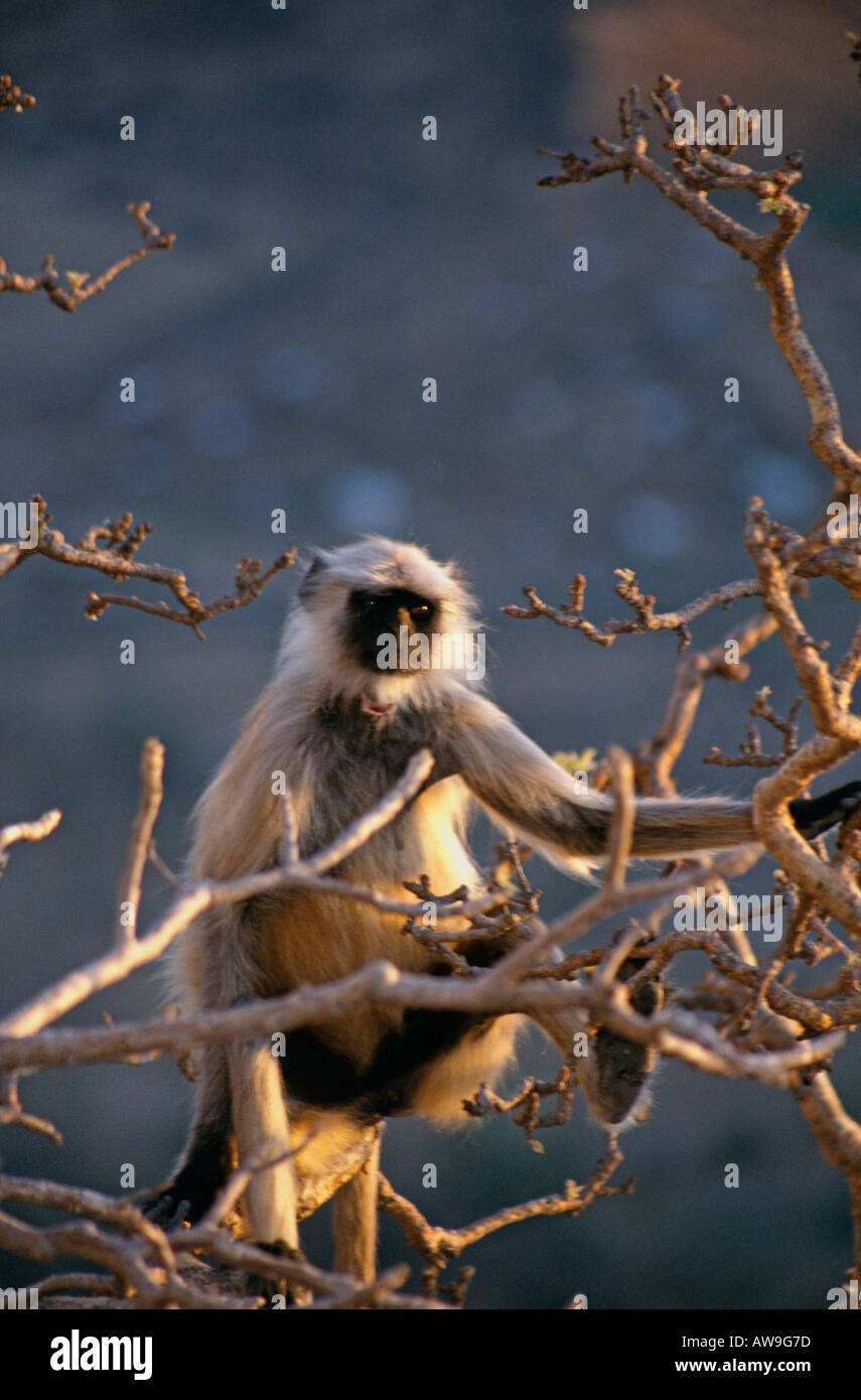 Hanuman or Common Langur Monkey in a tree at sunset by the Monsoon ...