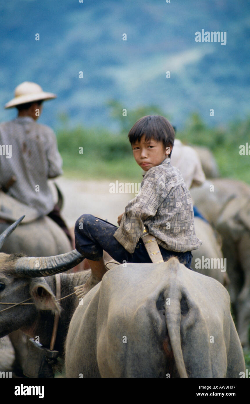 Boy on water buffalo hi-res stock photography and images - Alamy