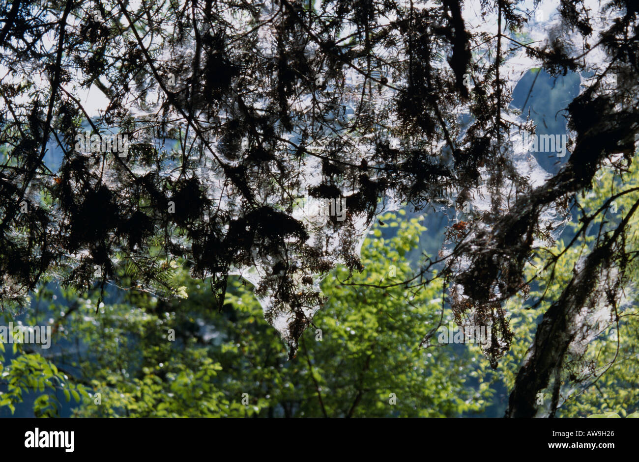 Cobwebs hanging from trees at Jiuzhaigou National Park, China Stock ...