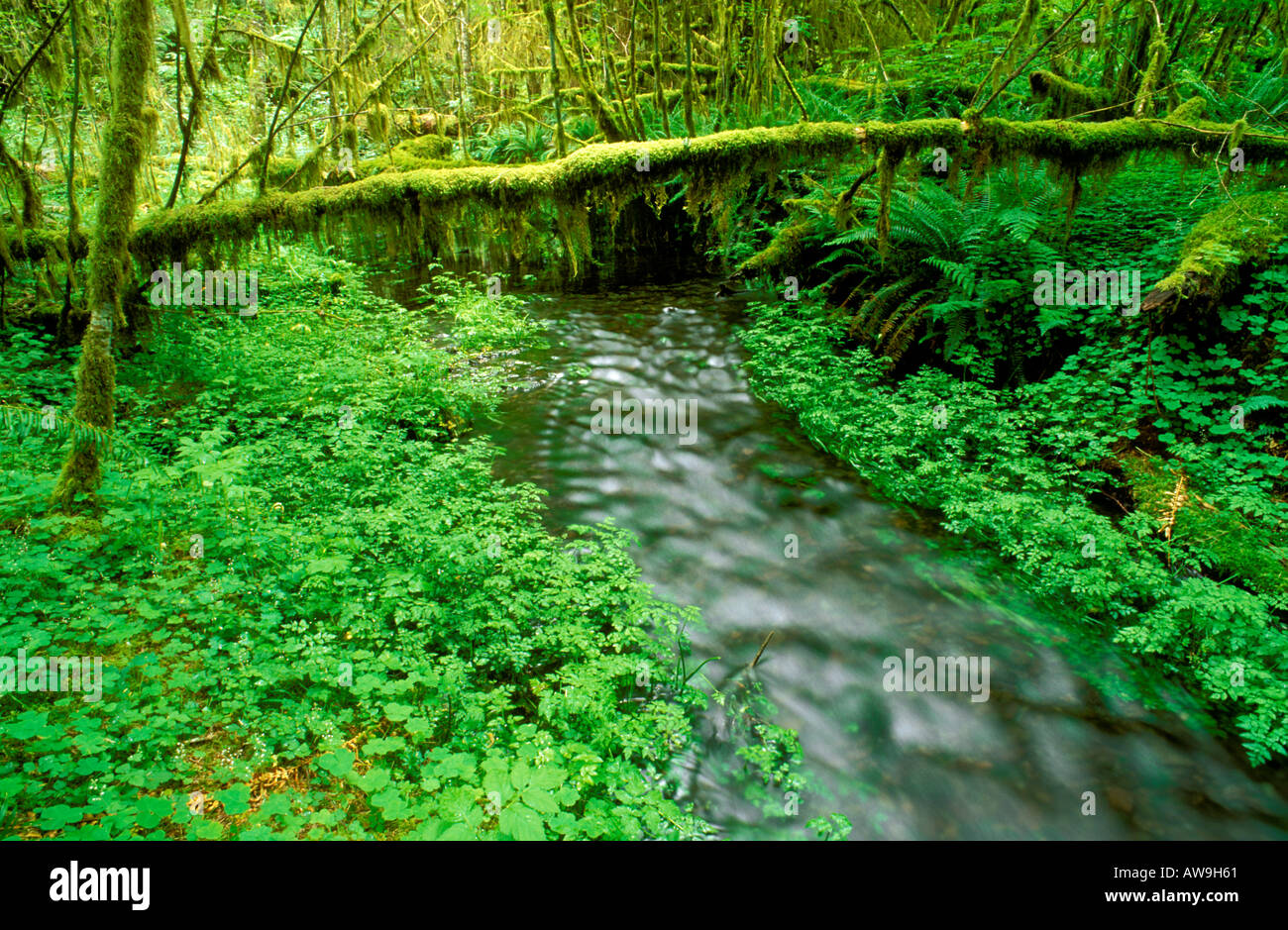 Hoh river in the rain forest of olympic peninsula washington hi-res ...