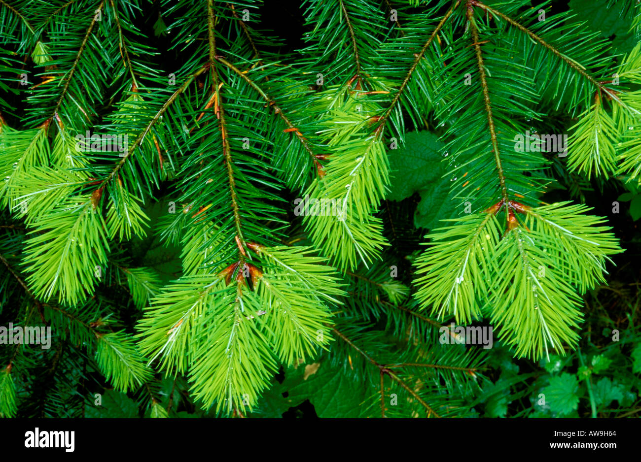 New spring growth on an evergreen branch Olympic National Park ...