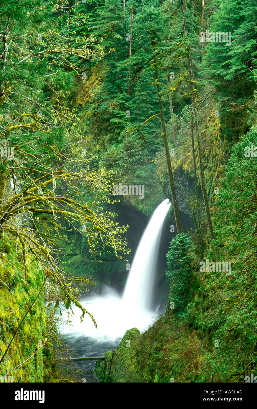 Metlako Falls on Eagle Creek Mount Hood National Forest Columbia River Gorge National Scenic ...