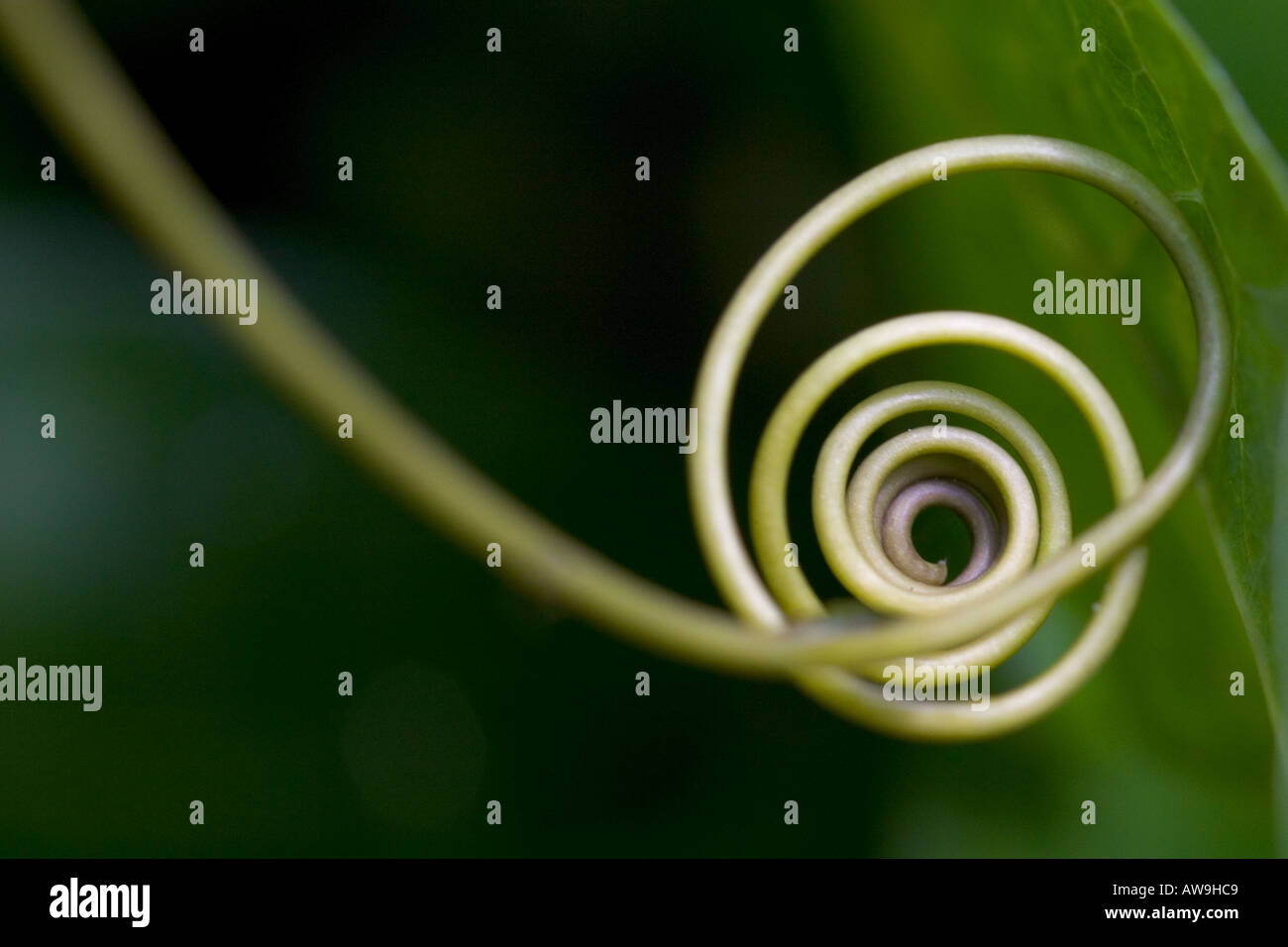 Sprial plant hi-res stock photography and images - Alamy