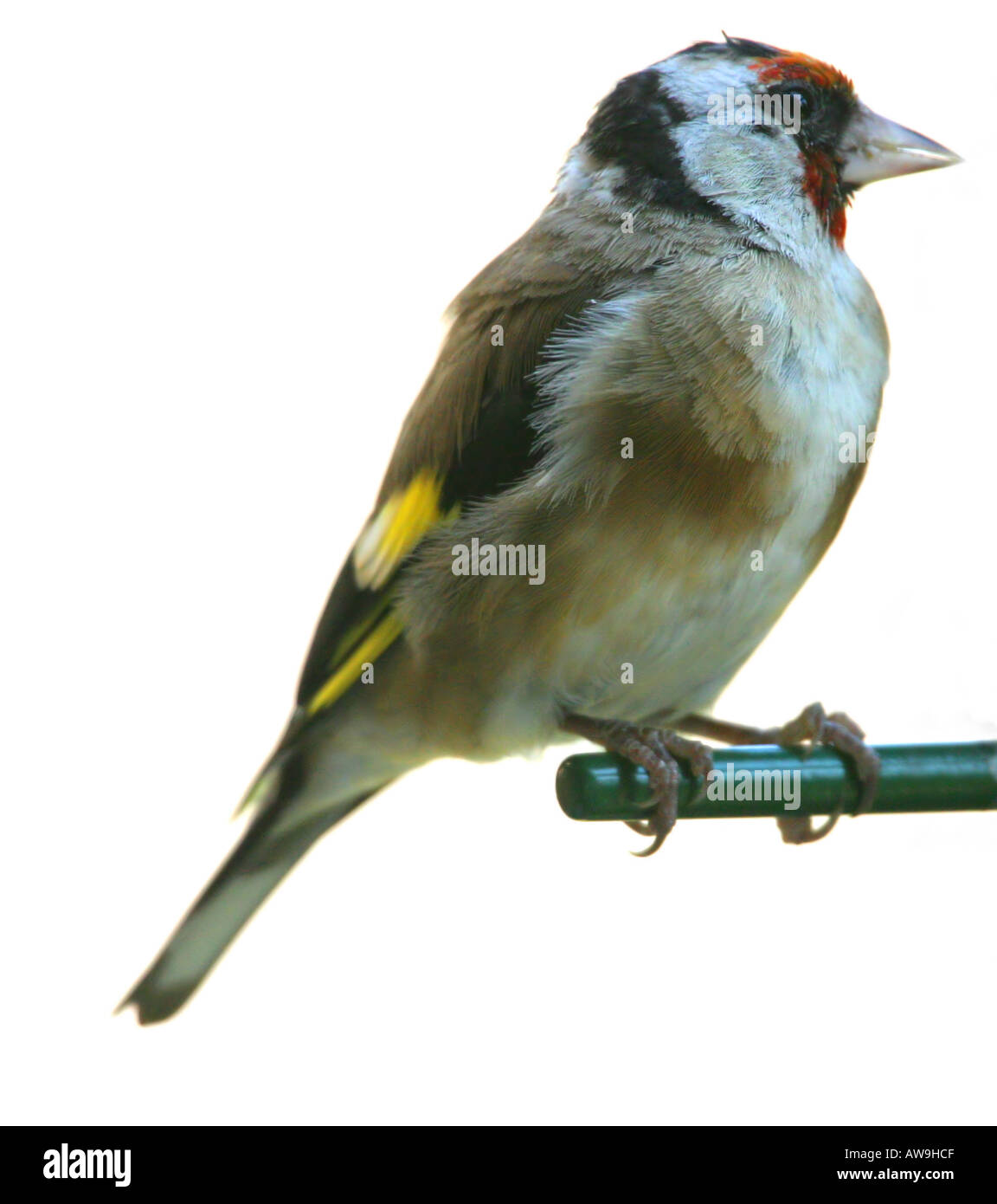 A european goldfinch on a perch with a white background Stock Photo - Alamy