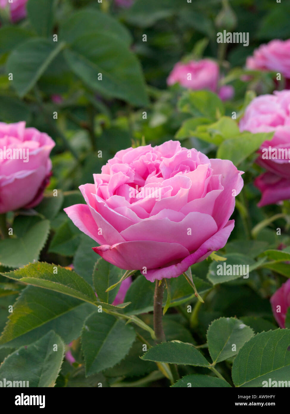 Remontant rose (Rosa Mrs. John Laing Stock Photo - Alamy