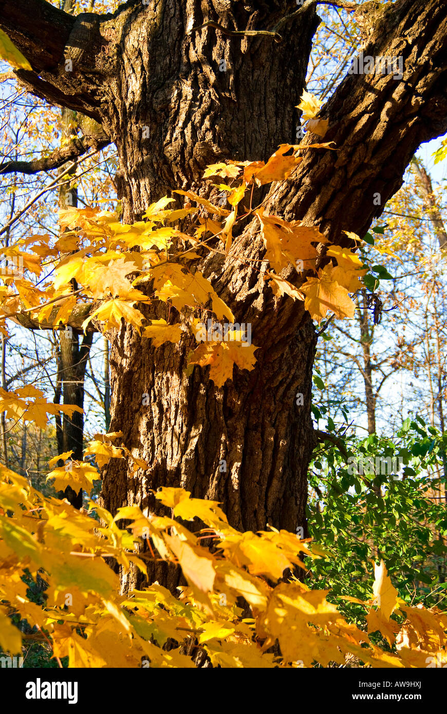 Maple oak leaves hi-res stock photography and images - Alamy