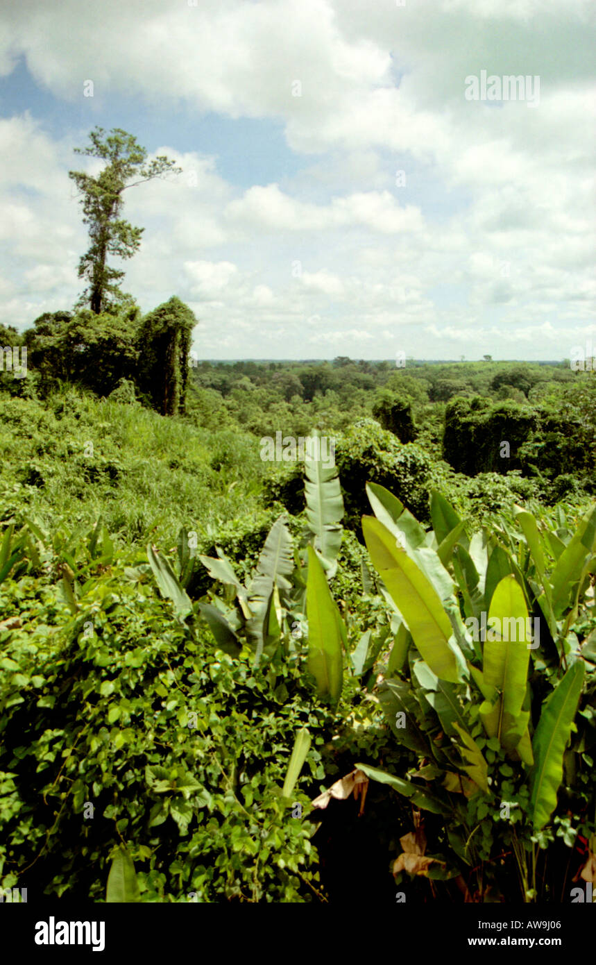 Mexican tree fern hi-res stock photography and images - Alamy